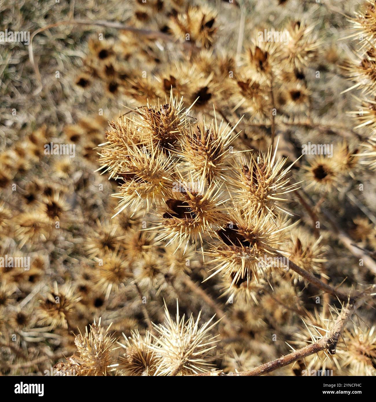buffalo-bur (Solanum rostratum Stock Photo - Alamy