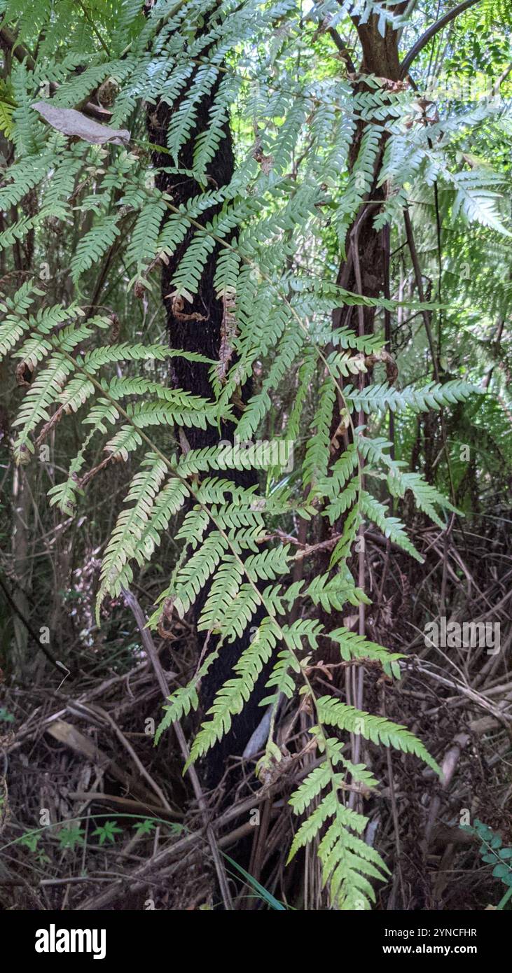 Scaly Tree Fern (Sphaeropteris cooperi Stock Photo - Alamy