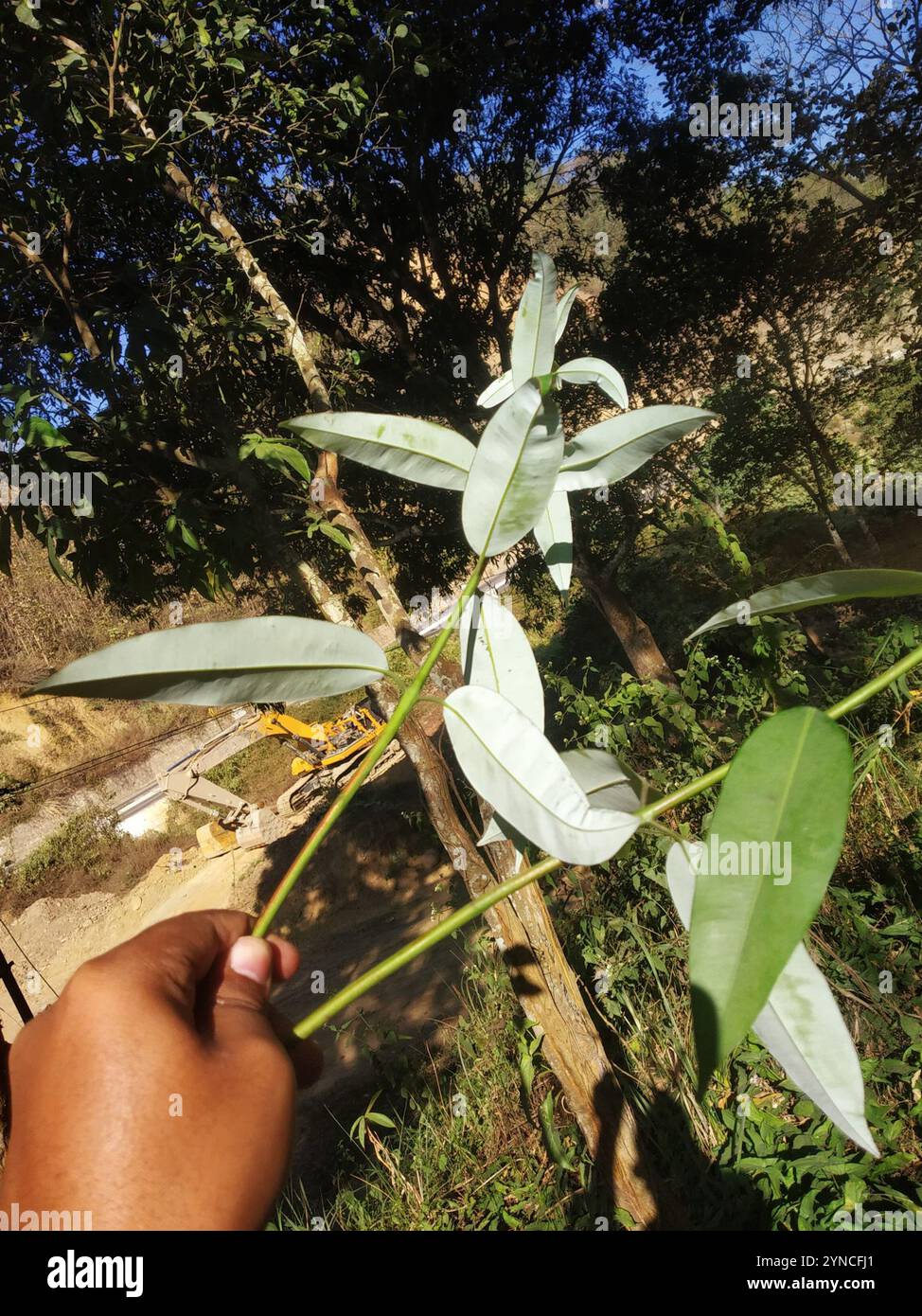Ceylon ironwood (Mesua ferrea Stock Photo - Alamy