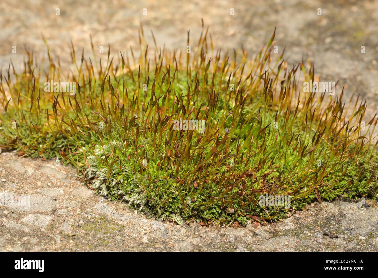 Wall Screw-moss (Tortula muralis Stock Photo - Alamy