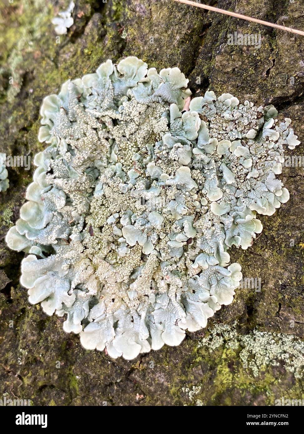 common greenshield lichen (Flavoparmelia caperata Stock Photo - Alamy