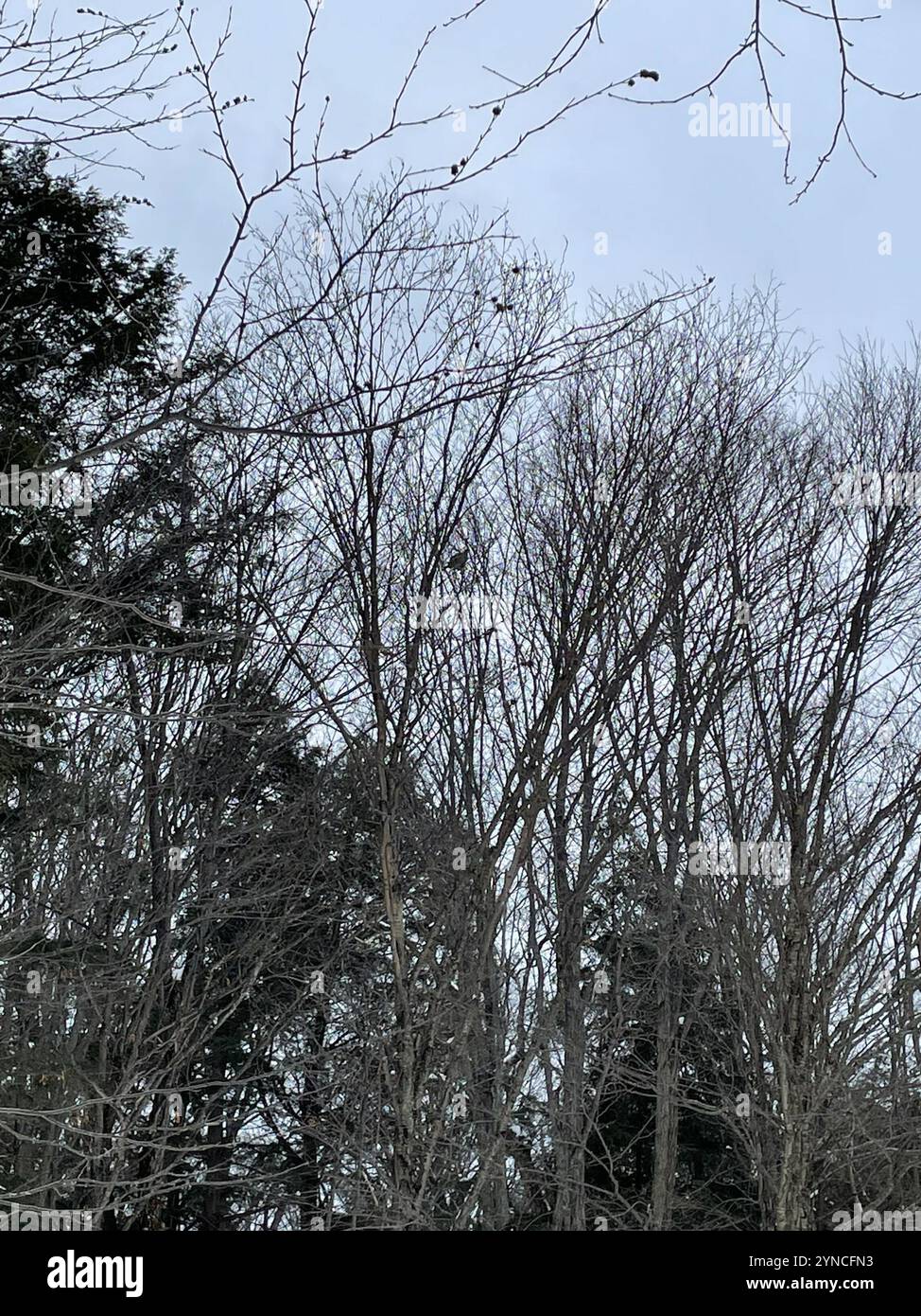 Ruffed Grouse (Bonasa umbellus Stock Photo - Alamy