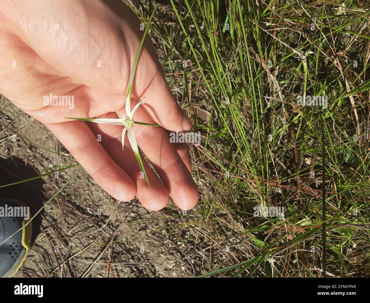 Florida Whitetop (Rhynchospora floridensis Stock Photo - Alamy