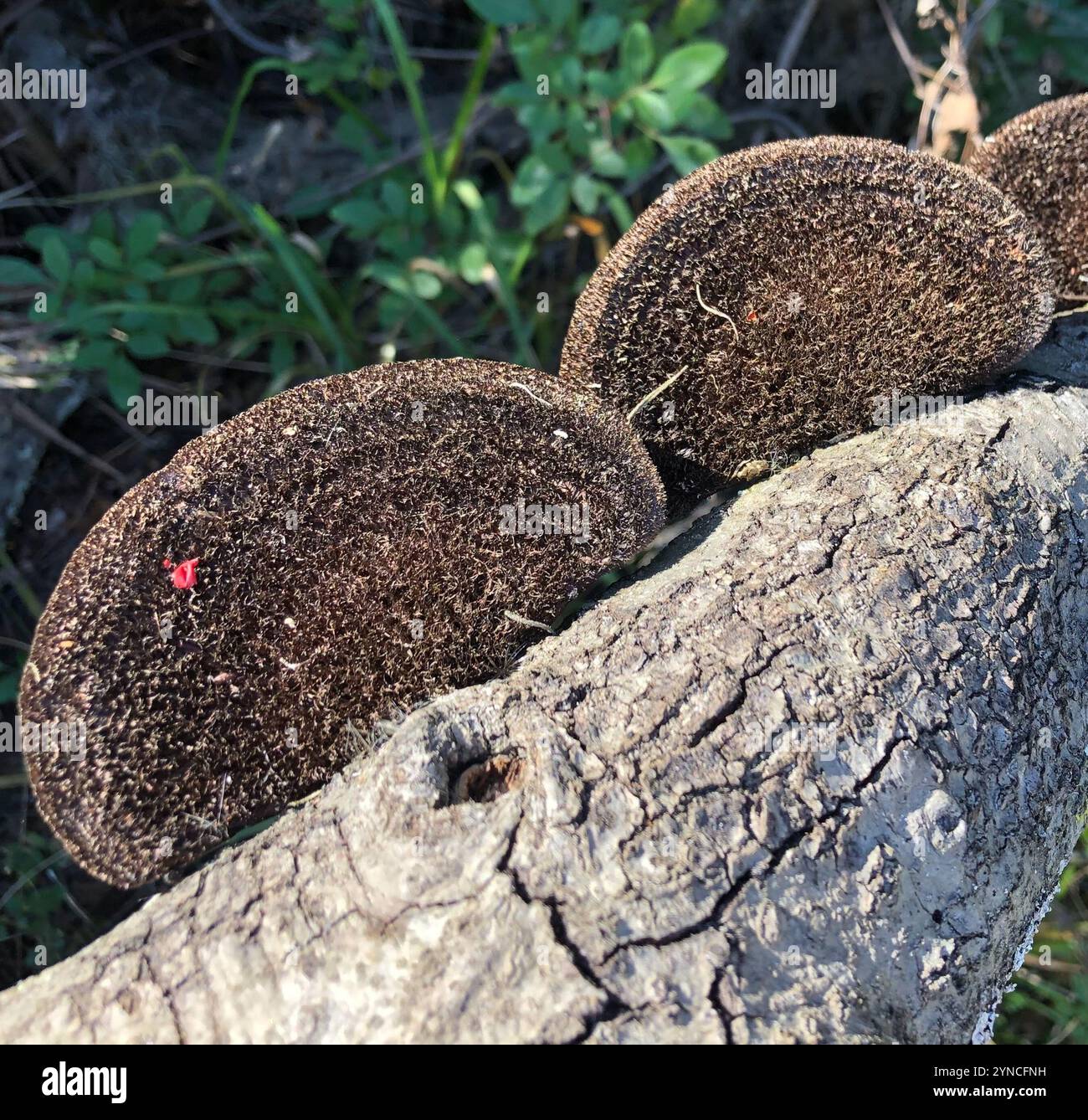 Hairy Hexagonia (Hexagonia hydnoides Stock Photo - Alamy