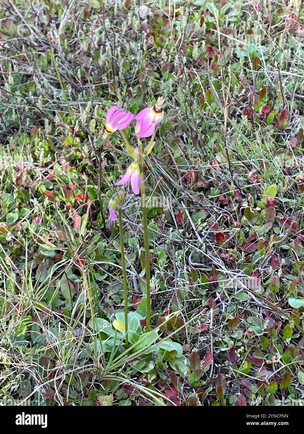 Padre's Shooting Star (Primula clevelandii Stock Photo - Alamy