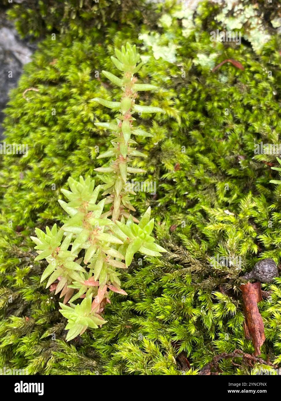 Australian stonecrop hi-res stock photography and images - Alamy