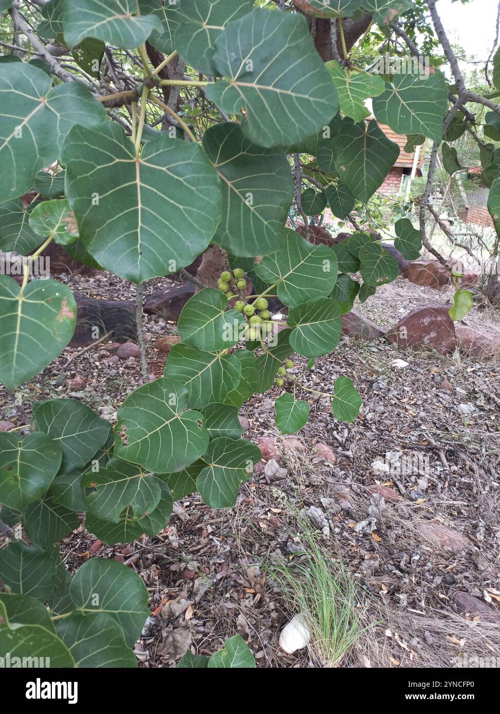 Large-leaved rock fig (Ficus abutilifolia Stock Photo - Alamy