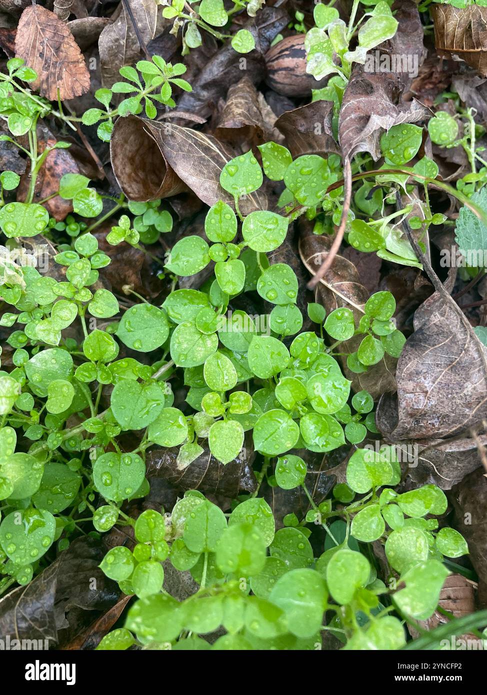 common chickweed (Stellaria media Stock Photo - Alamy