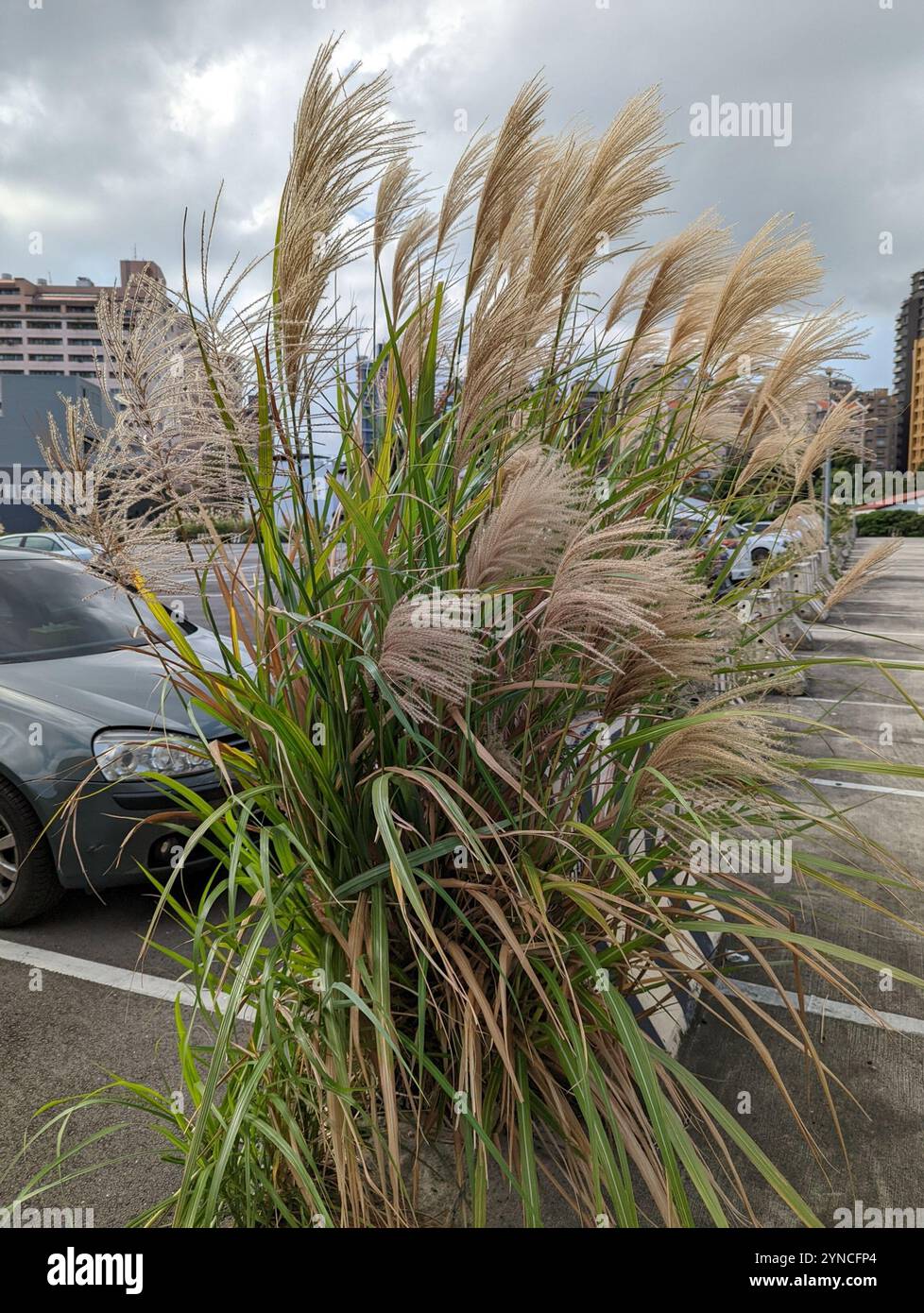 Chinese silver grass (Miscanthus sinensis Stock Photo - Alamy