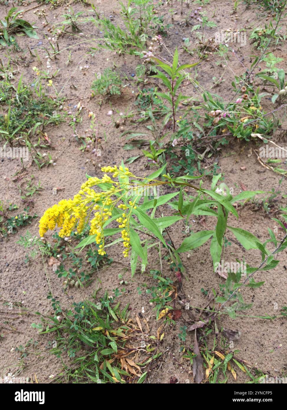 early goldenrod (Solidago juncea Stock Photo - Alamy