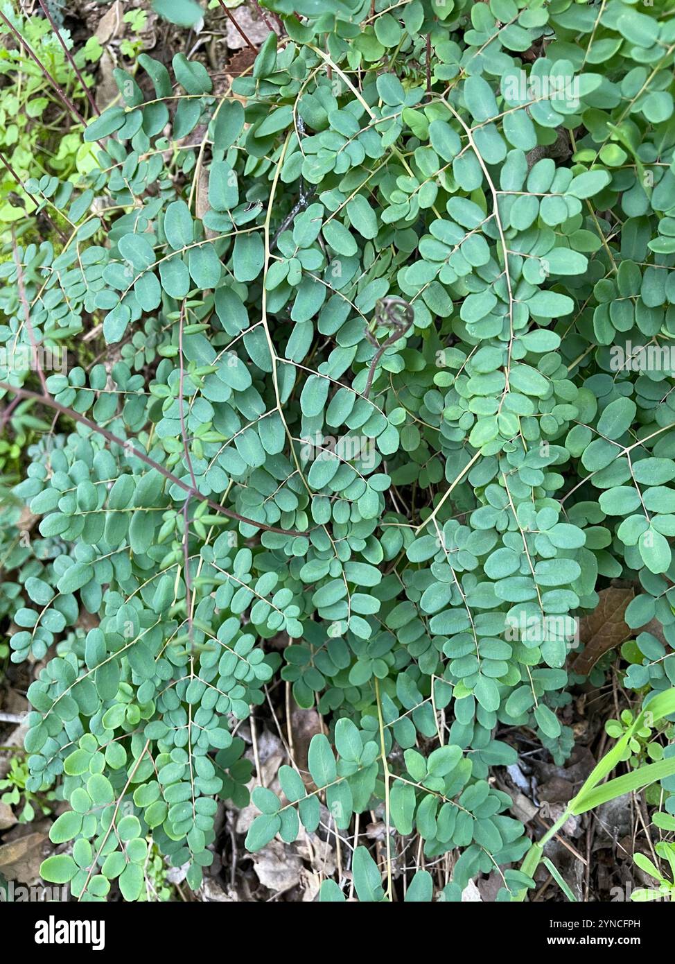 Coffee Fern (Pellaea andromedifolia Stock Photo - Alamy