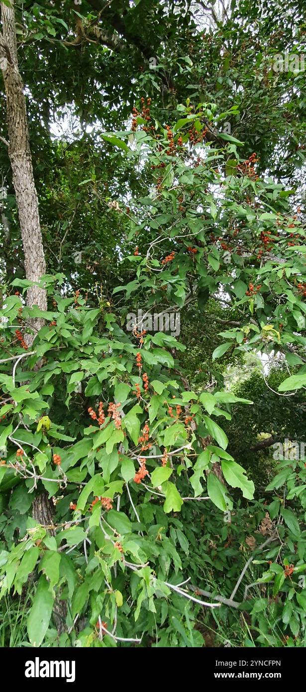 Kamala (Mallotus philippensis Stock Photo - Alamy