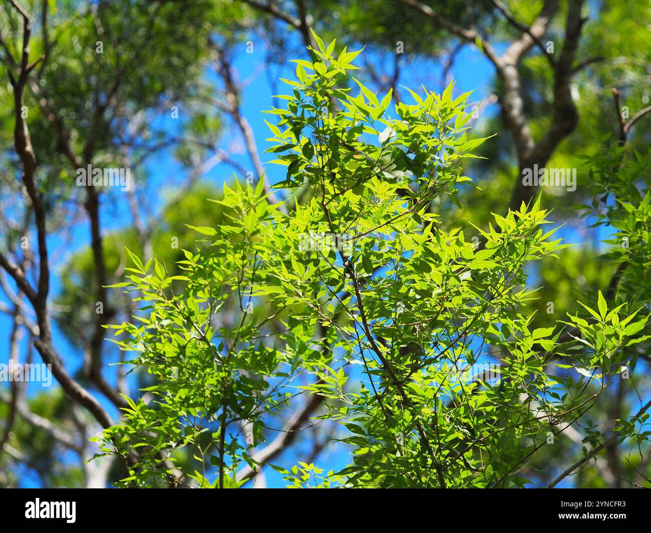 Five-leaved chaste tree (Vitex negundo Stock Photo - Alamy
