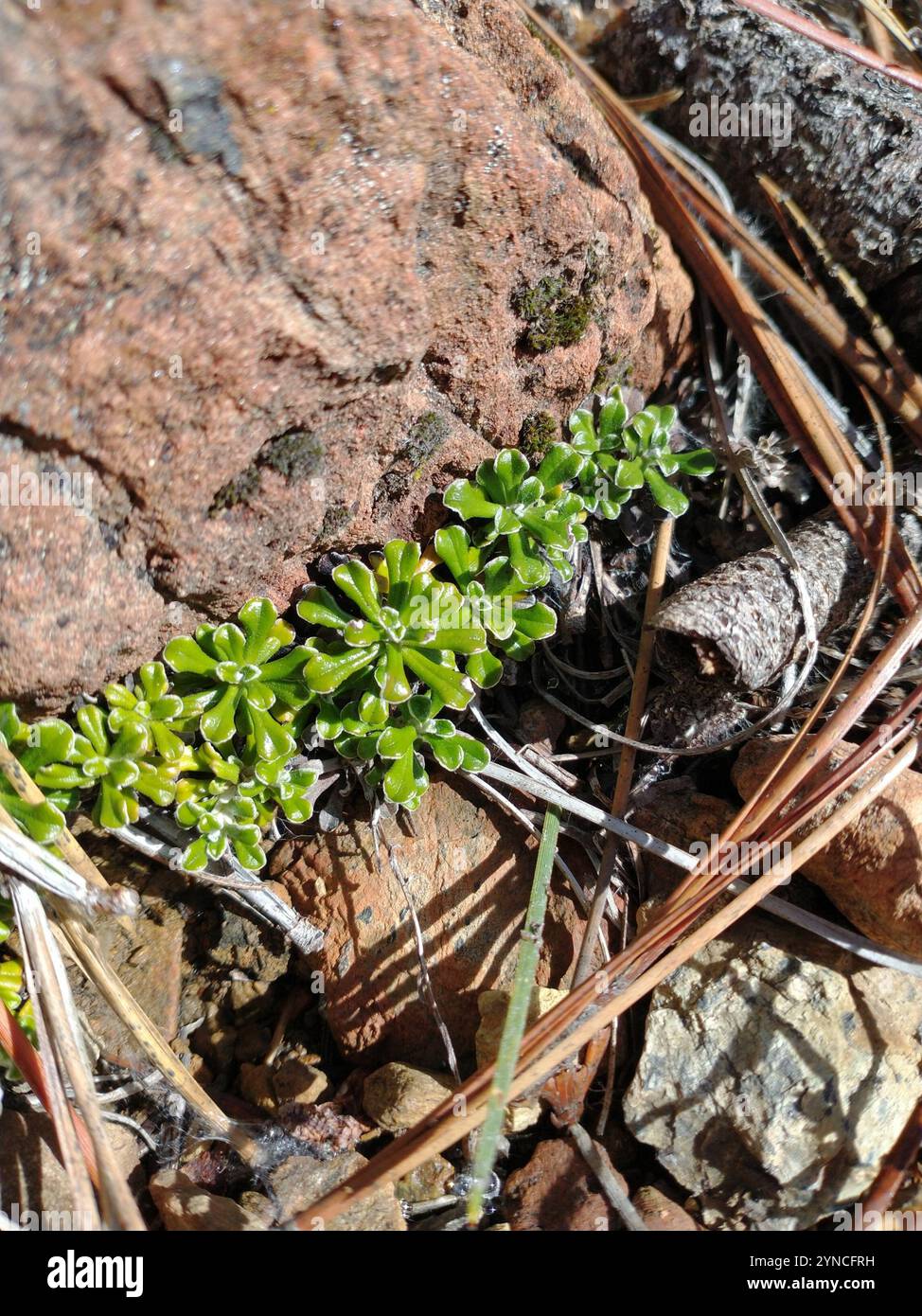 evergreen everlasting (Antennaria suffrutescens Stock Photo - Alamy