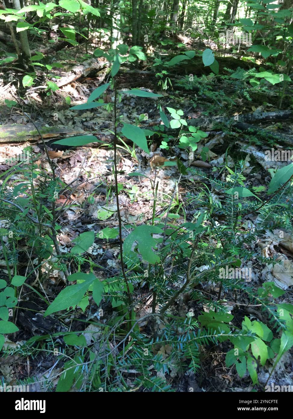 tall rattlesnake root (Nabalus altissimus Stock Photo - Alamy