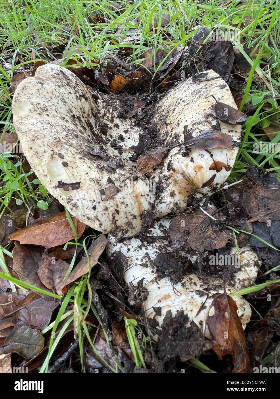 Short-stemmed Russula (Russula brevipes Stock Photo - Alamy