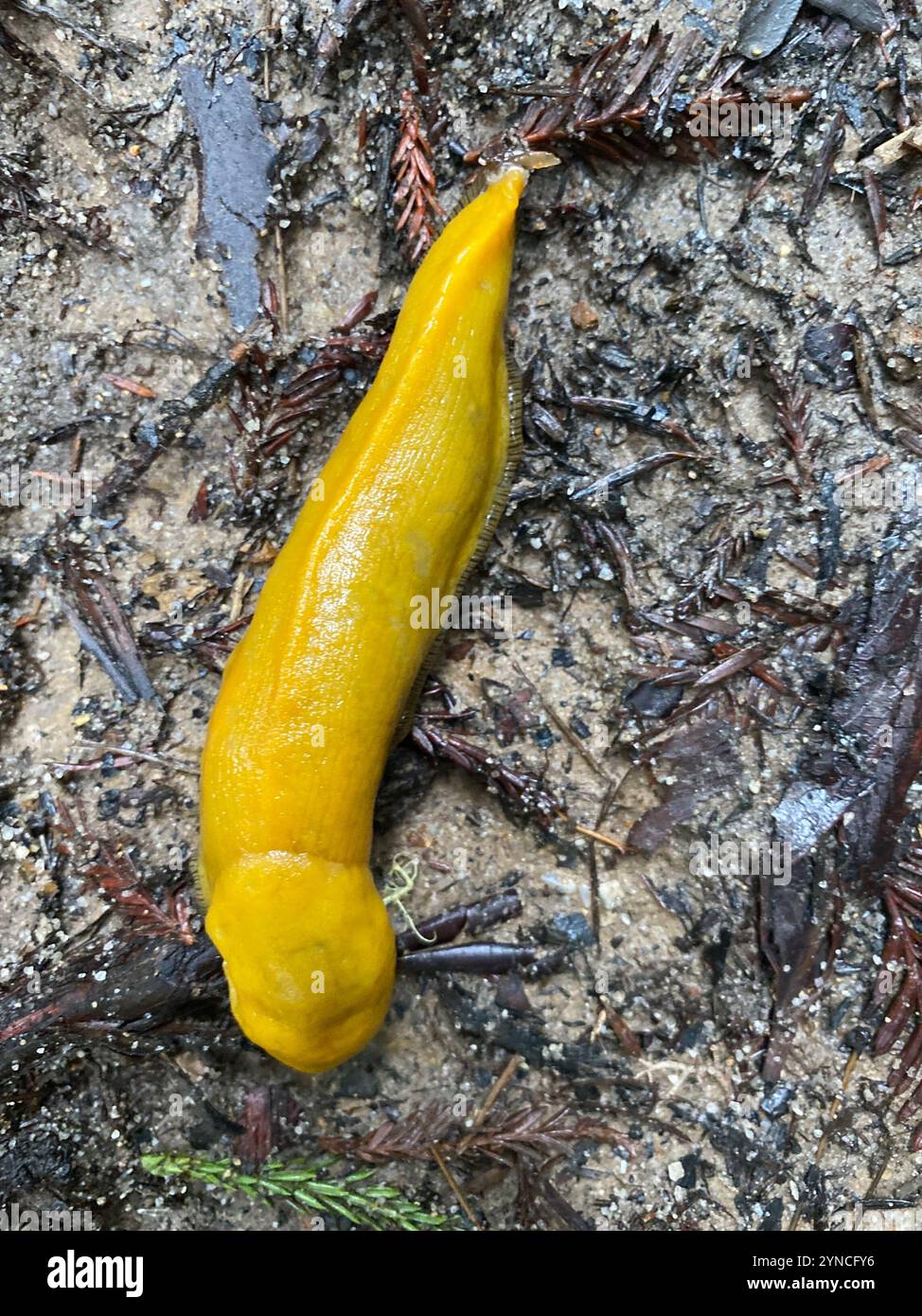 Slender Banana Slug (Ariolimax dolichophallus Stock Photo - Alamy