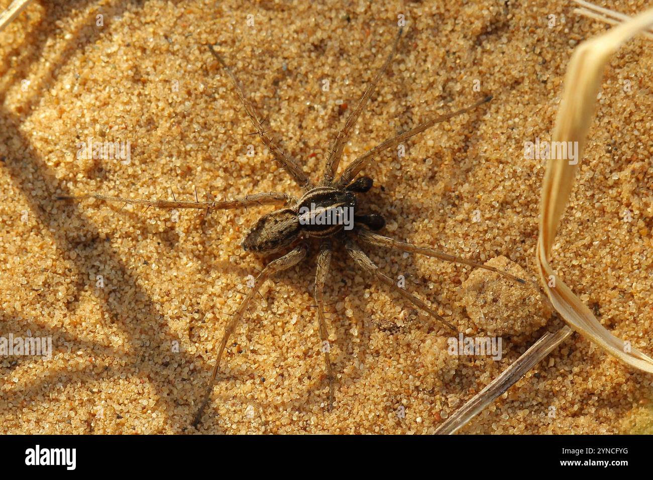 Thin-legged Wolf Spiders (Pardosa Stock Photo - Alamy