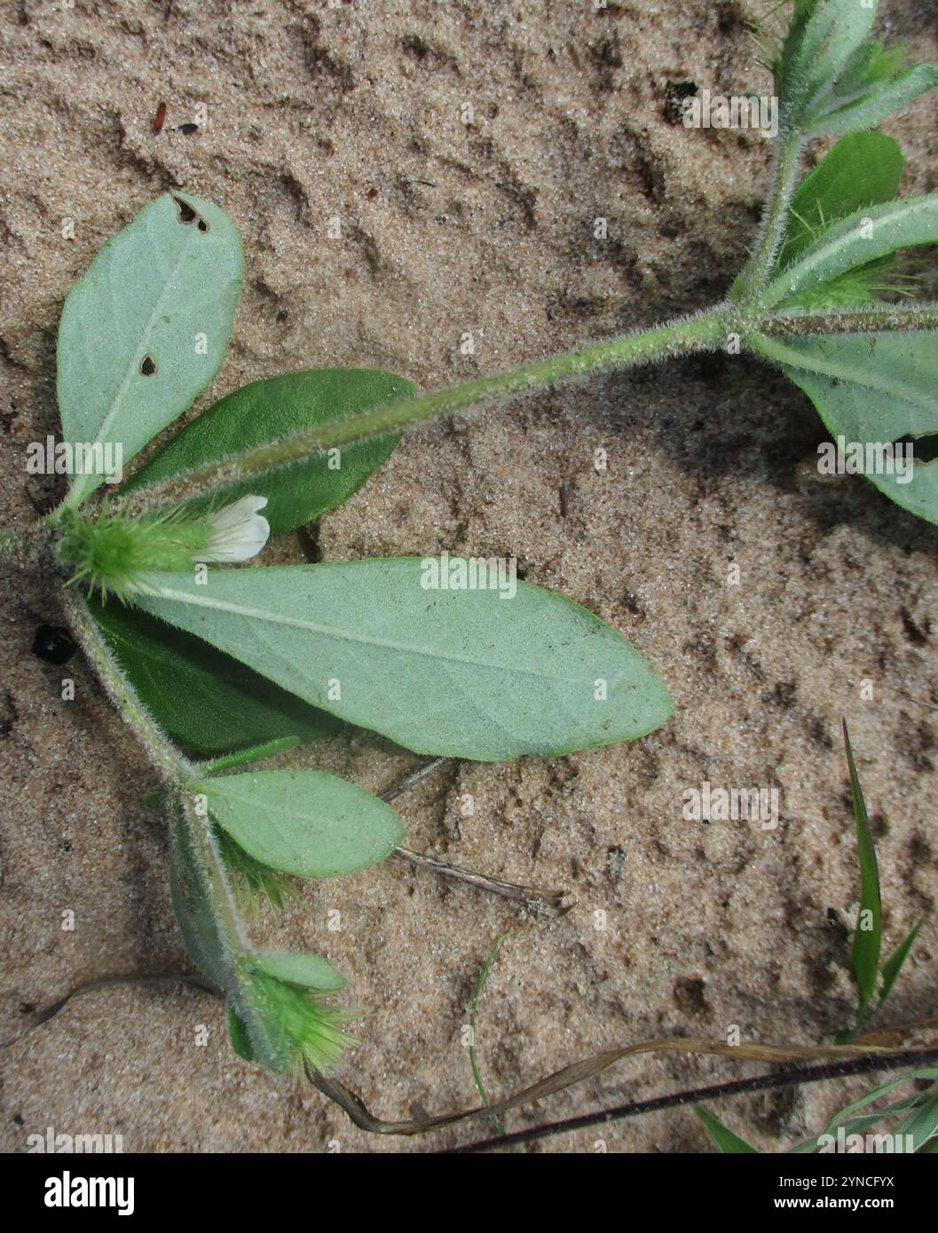 Blepharis maderaspatensis hi-res stock photography and images - Alamy