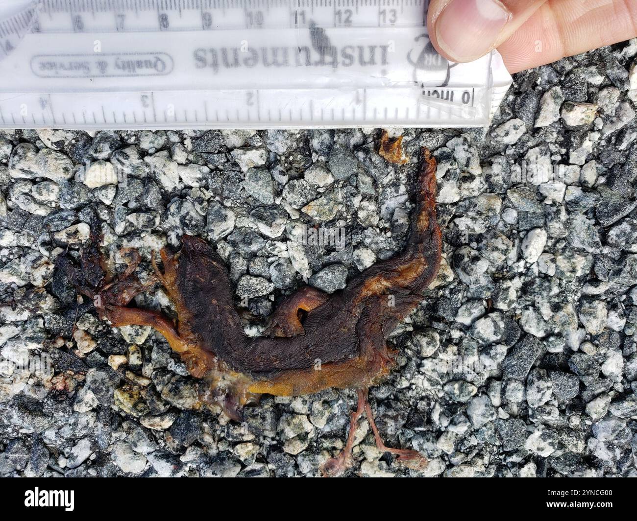 Pacific Newts (Taricha Stock Photo - Alamy