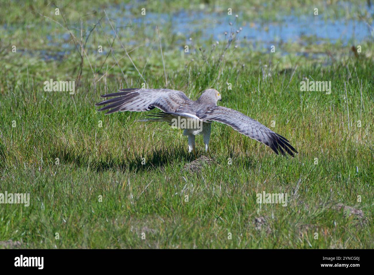 Northern Harrier (Circus hudsonius Stock Photo - Alamy