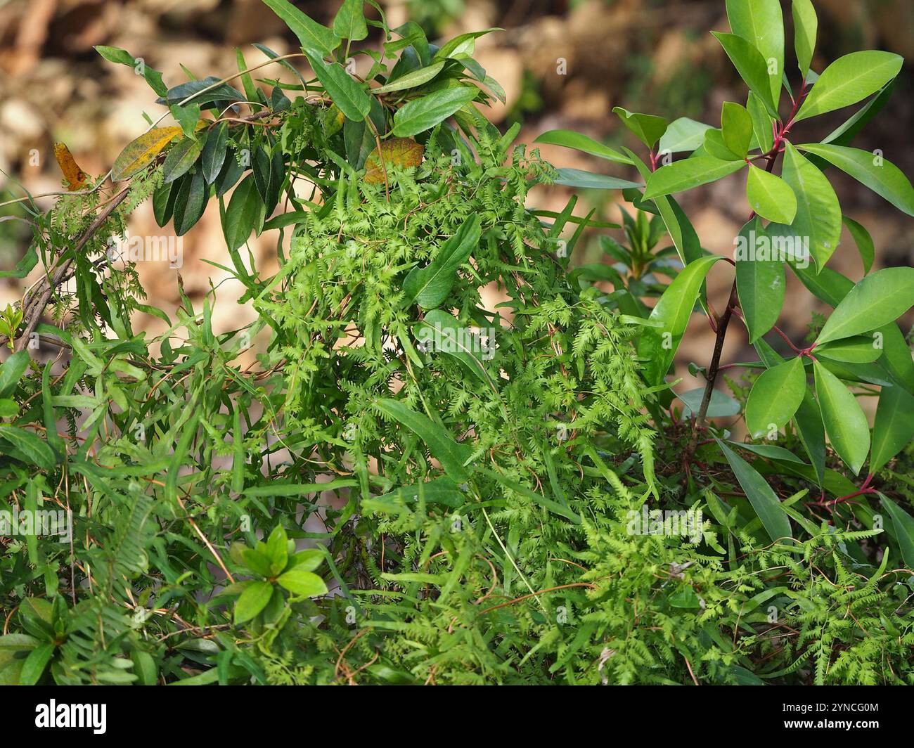 Japanese climbing fern (Lygodium japonicum Stock Photo - Alamy