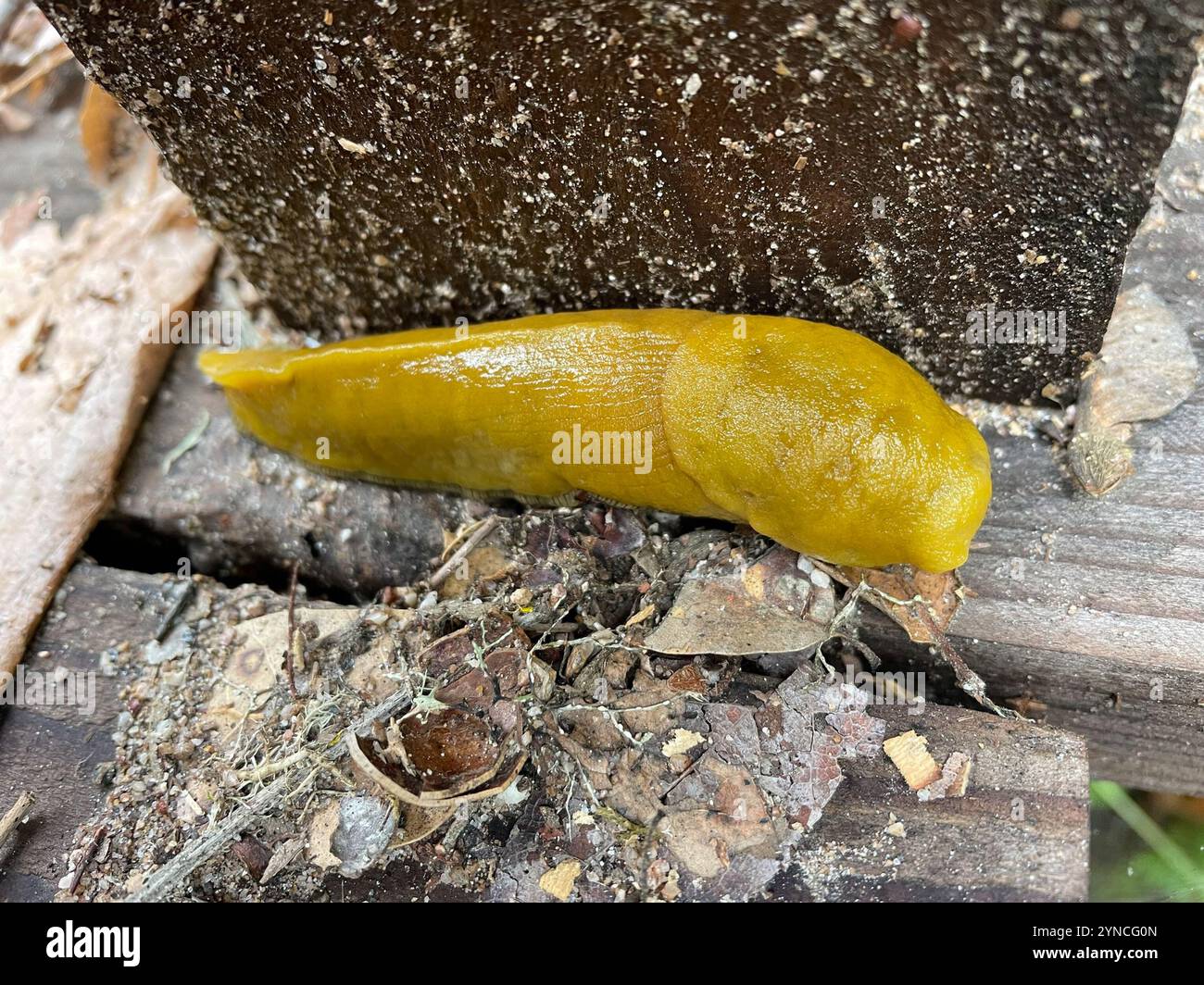 Southern Pacific Banana Slug (Ariolimax stramineus Stock Photo - Alamy