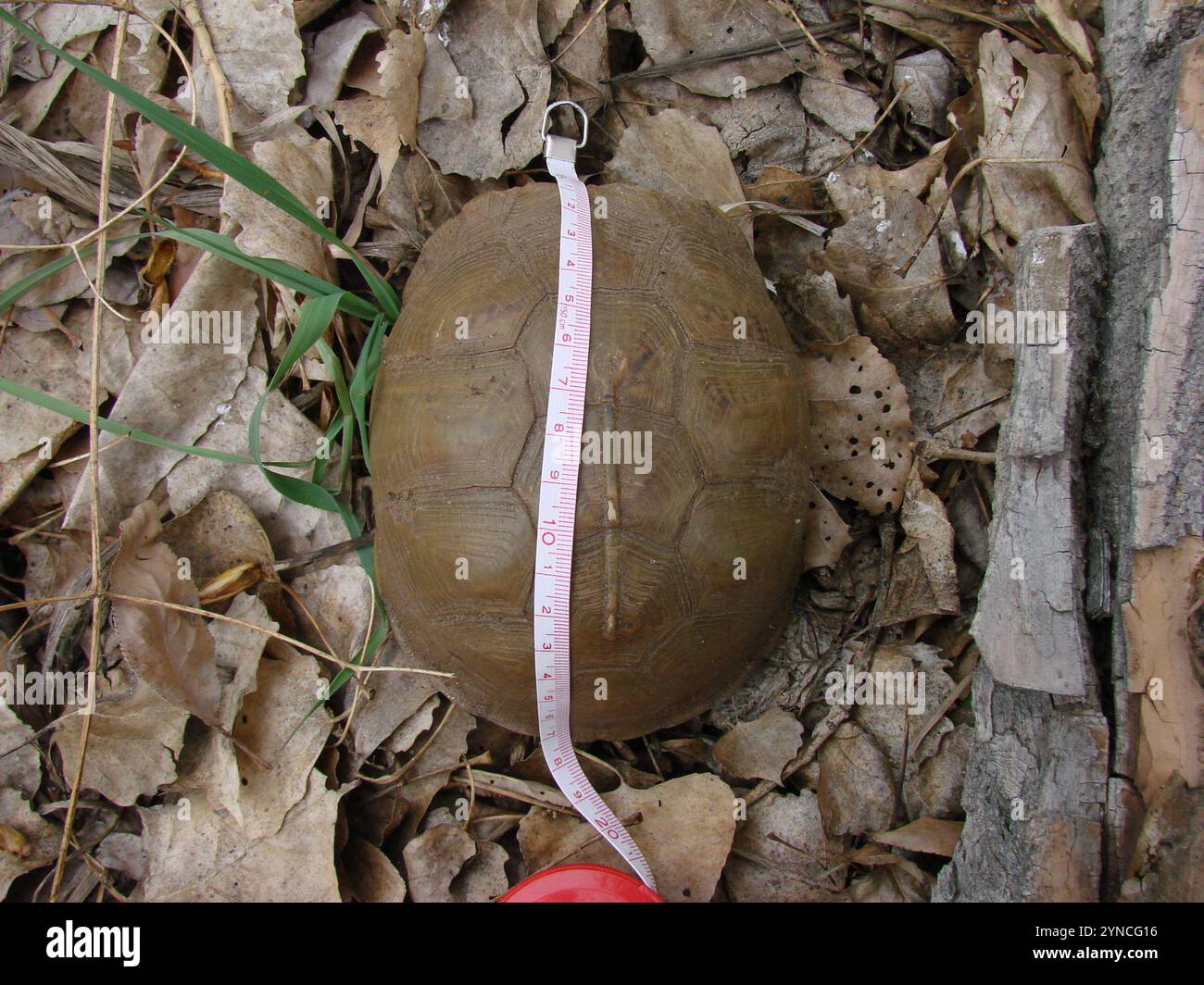 Three-toed Box Turtle (Terrapene triunguis Stock Photo - Alamy