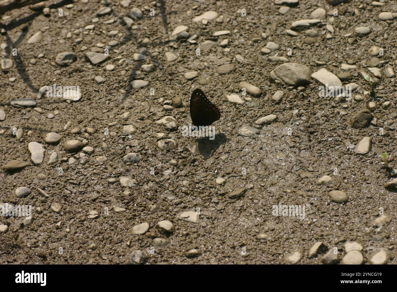 Great Blue Mime Swallowtail (Papilio paradoxa Stock Photo - Alamy