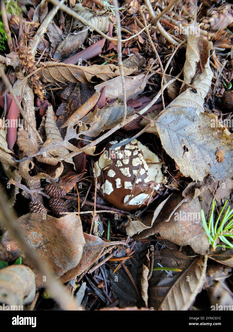 Amanita ser. Pantherinae (Pantherinae Stock Photo - Alamy
