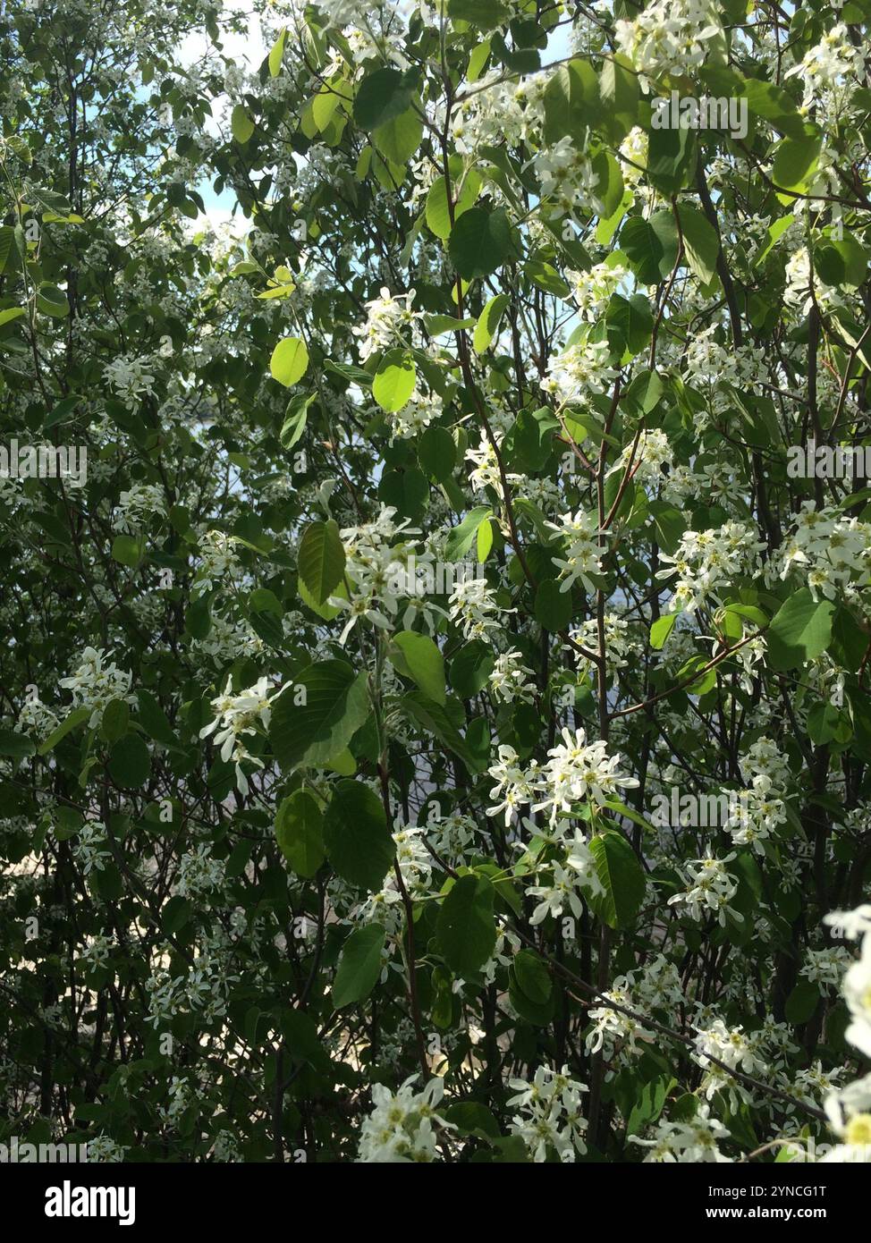 roundleaf shadbush (Amelanchier sanguinea Stock Photo - Alamy