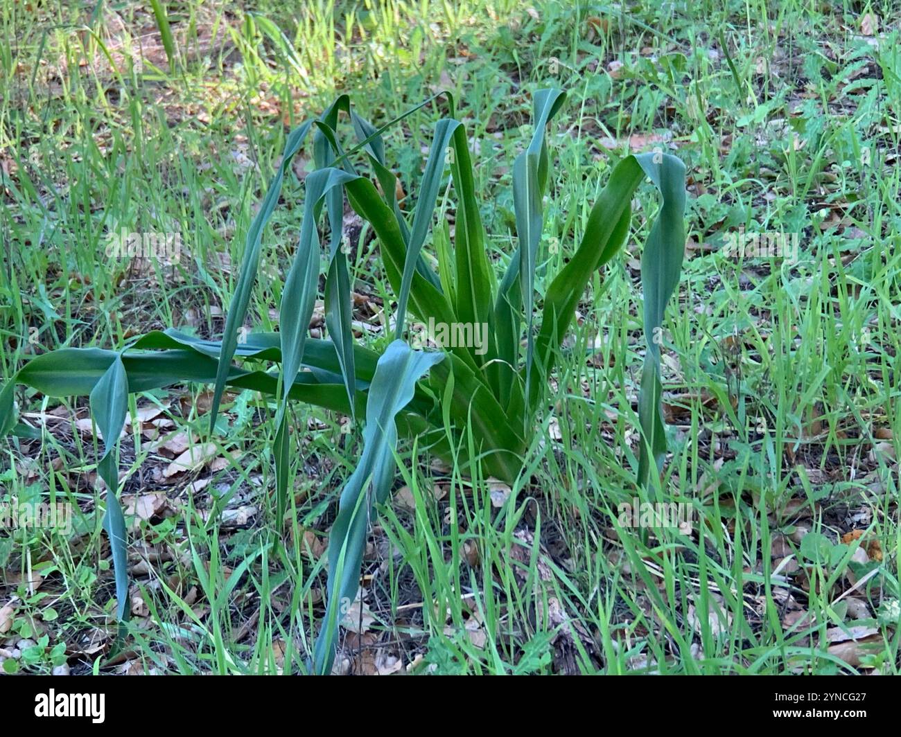 wavy-leafed soap plant (Chlorogalum pomeridianum Stock Photo - Alamy