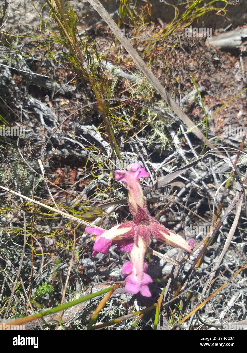 Purple Inkflower (Harveya purpurea Stock Photo - Alamy