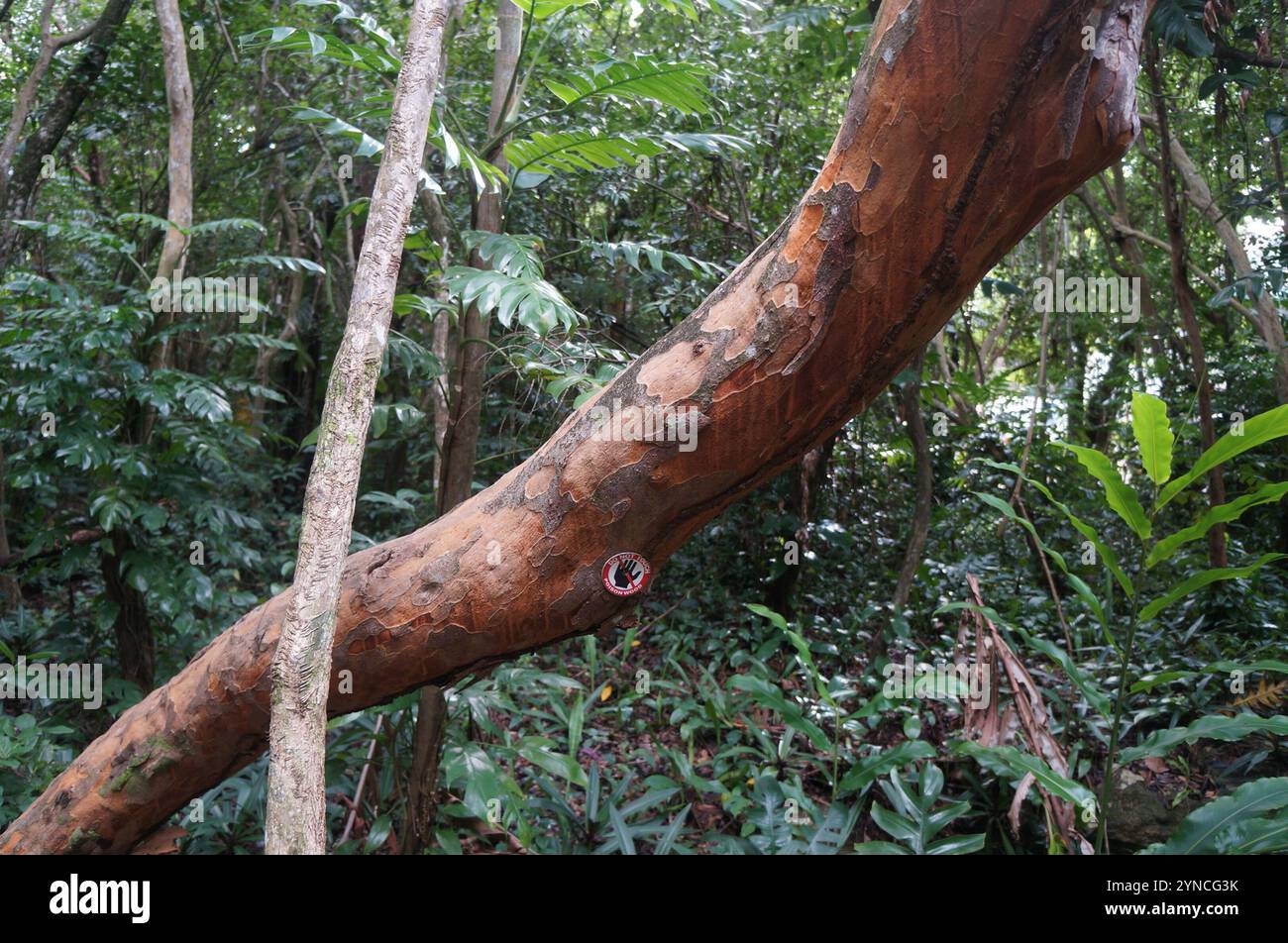 Poisonwood hi-res stock photography and images - Alamy