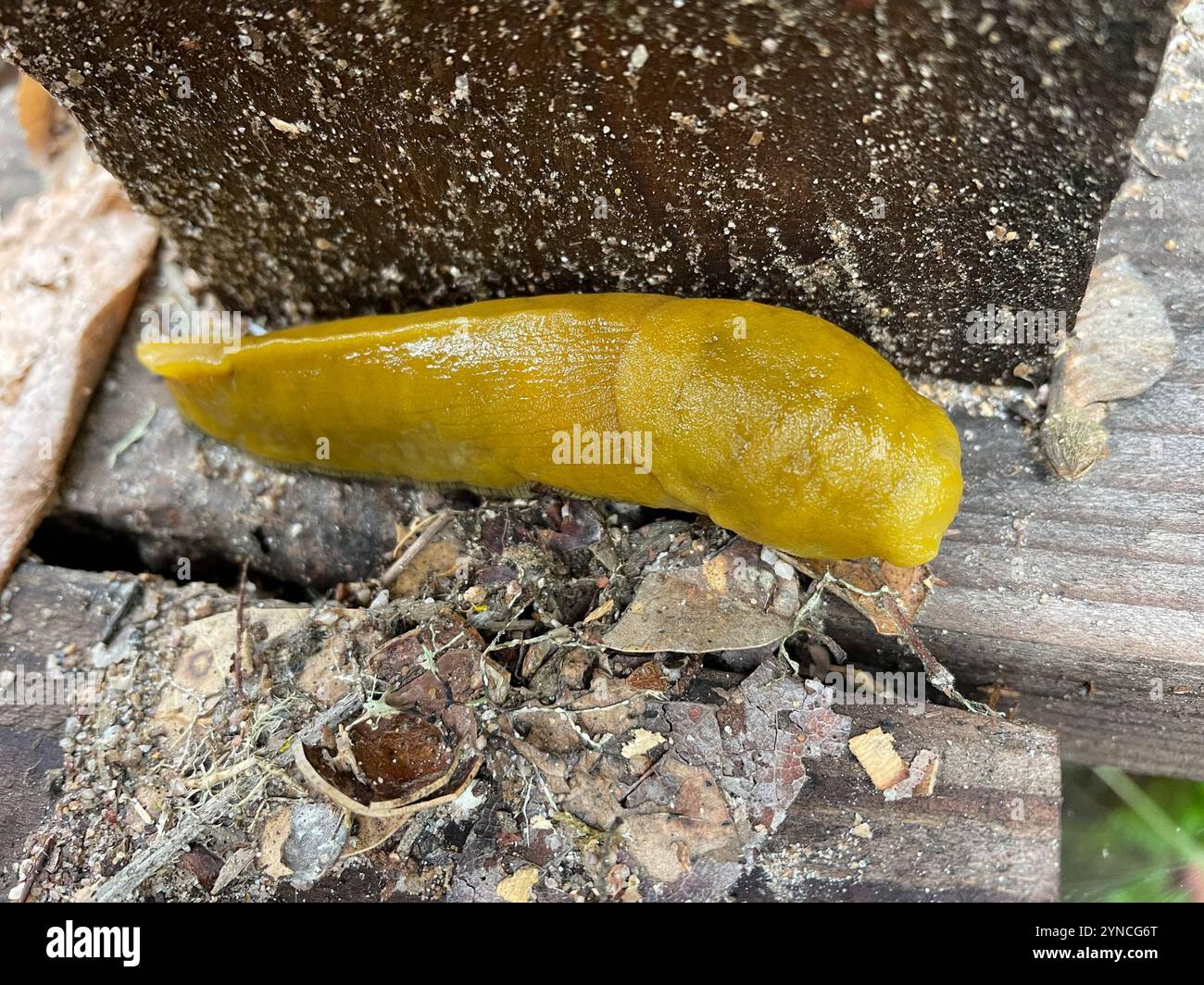 Southern Pacific Banana Slug (Ariolimax stramineus Stock Photo - Alamy