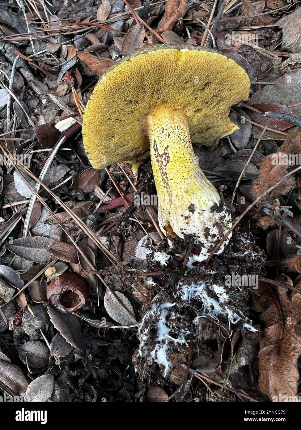Poor Man's Slippery Jack (Suillus fuscotomentosus Stock Photo - Alamy