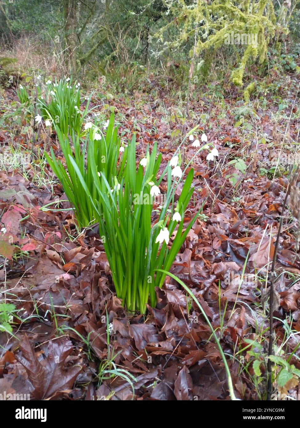 Summer snowflake (Leucojum aestivum Stock Photo - Alamy