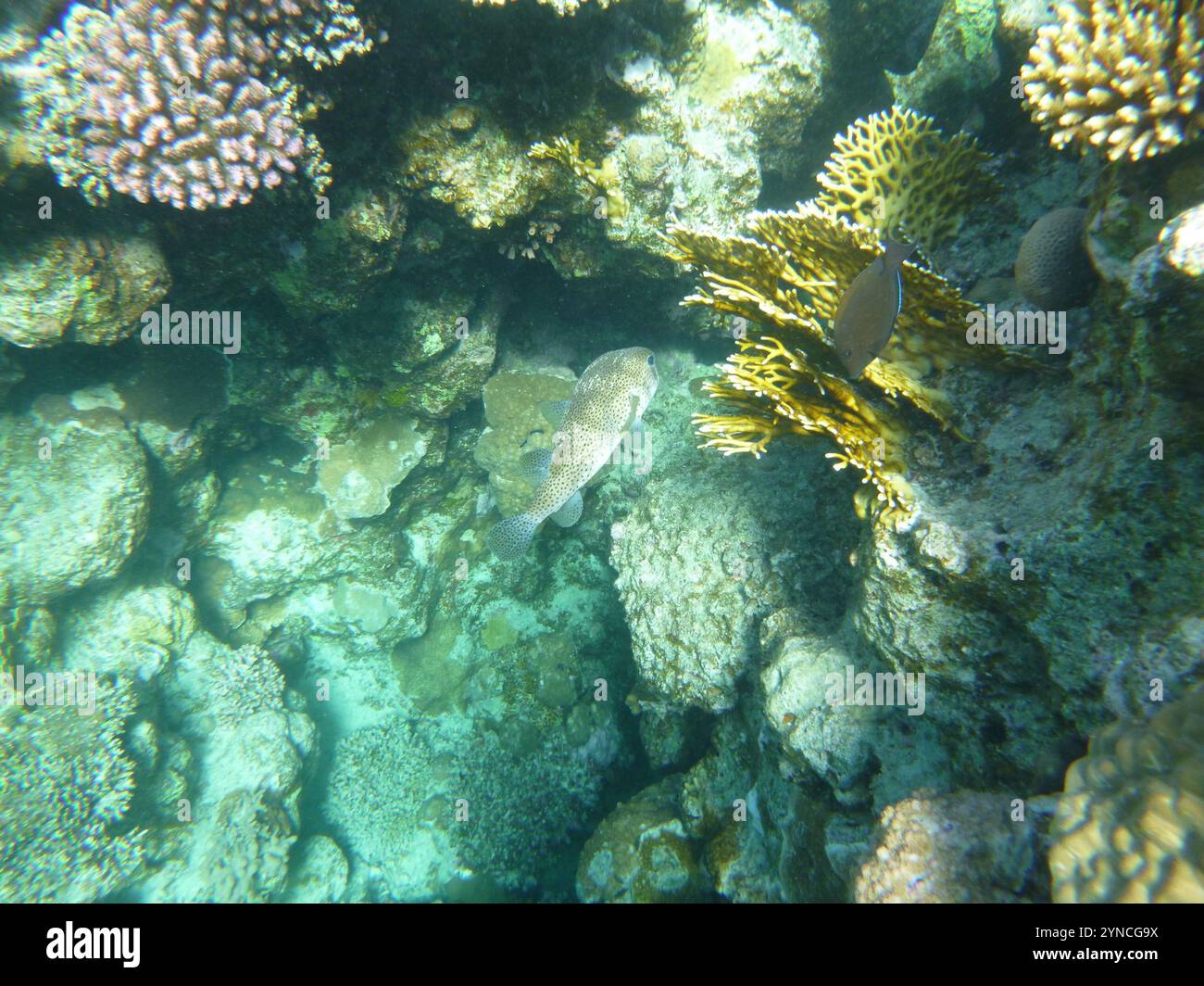 Spotted Porcupinefish (Diodon hystrix Stock Photo - Alamy