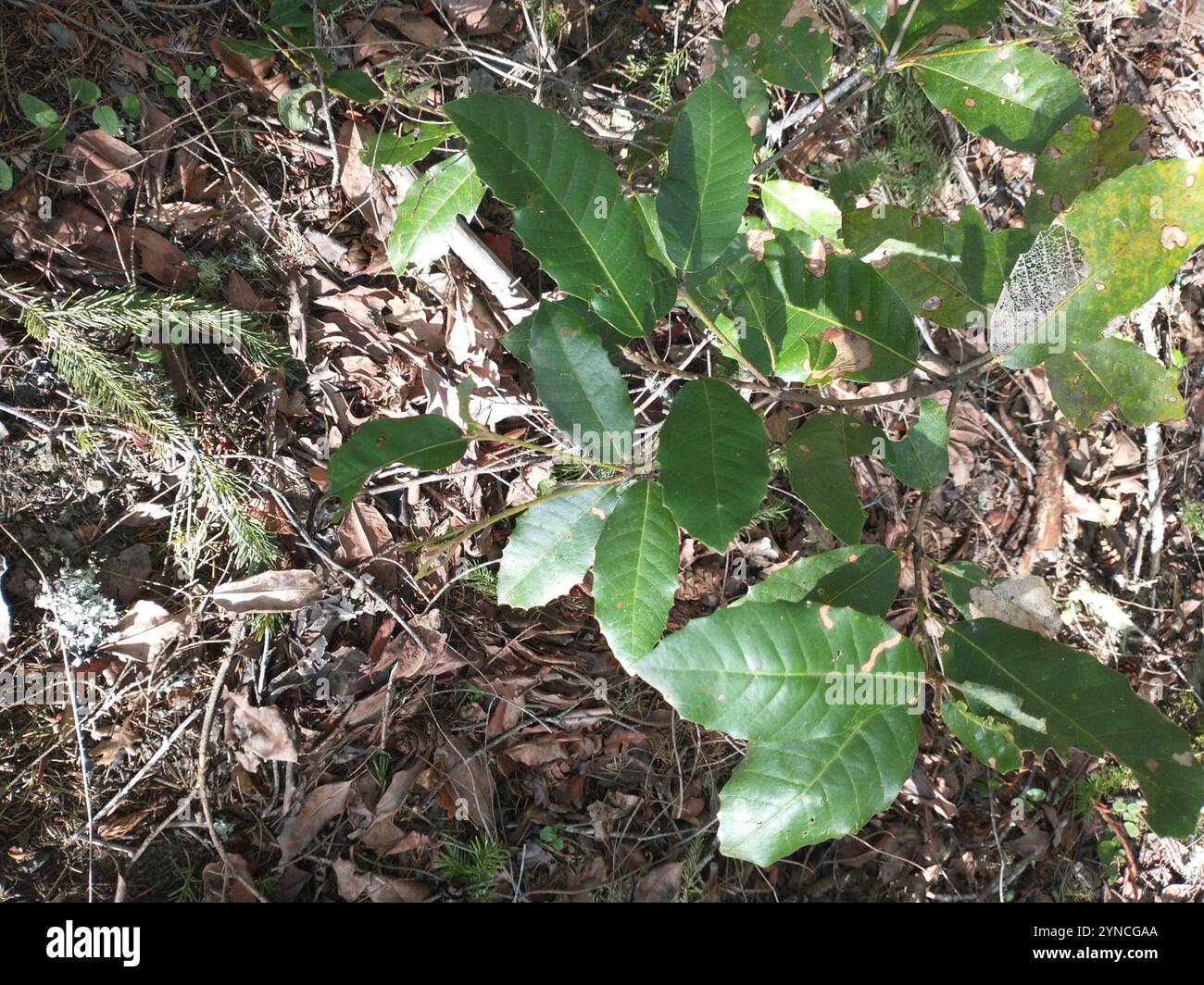 Tanoak (Notholithocarpus densiflorus Stock Photo - Alamy