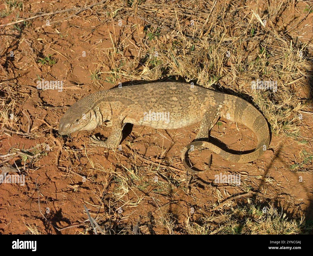 White-throated monitor (Varanus albigularis albigularis Stock Photo - Alamy
