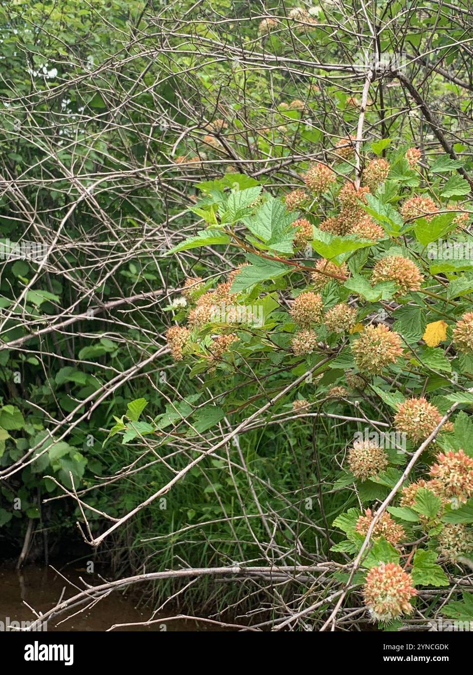 common ninebark (Physocarpus opulifolius Stock Photo - Alamy