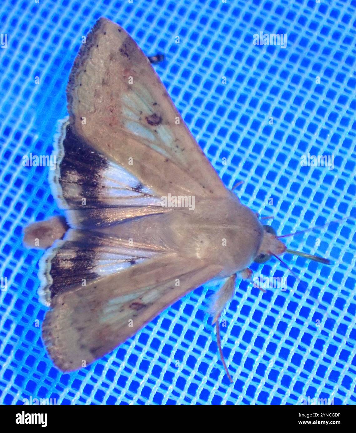 Cotton Bollworm Moth (Helicoverpa armigera Stock Photo - Alamy