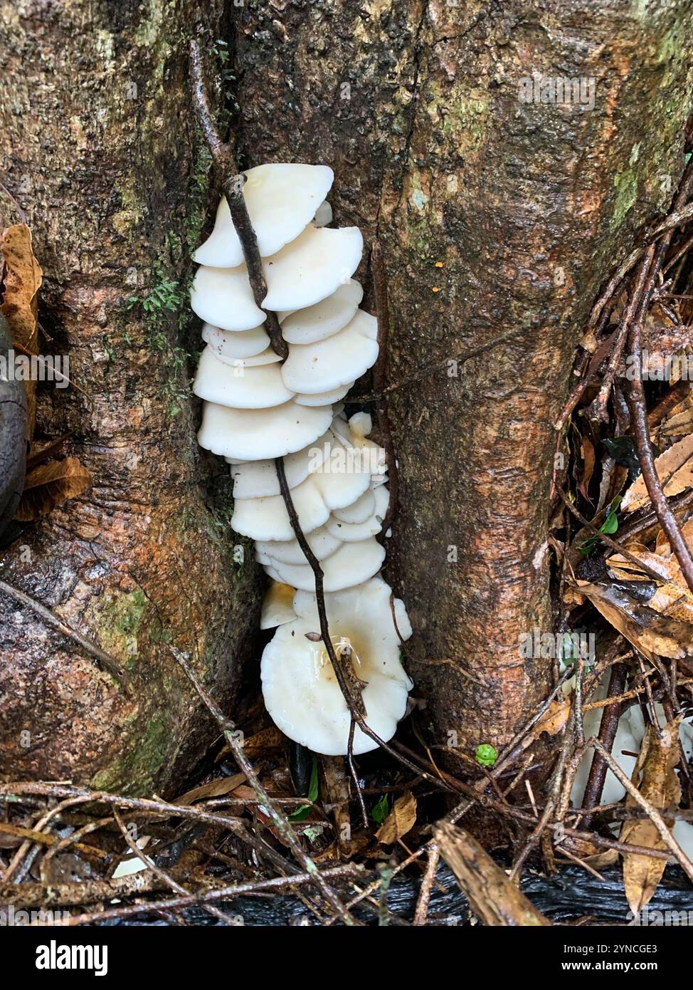 ghost fungus (Omphalotus nidiformis Stock Photo - Alamy