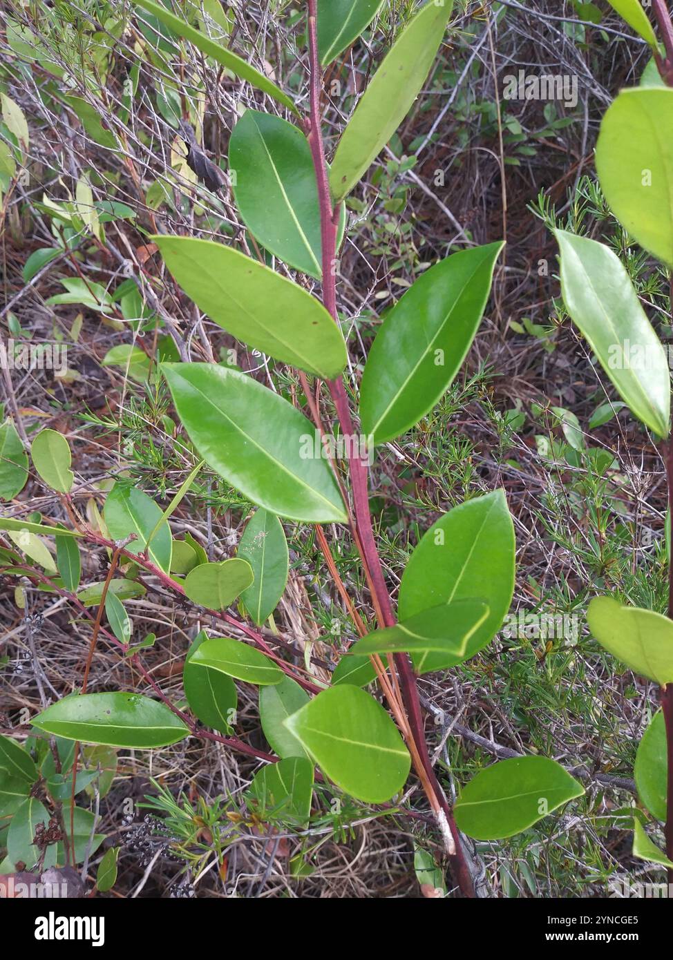 Lyonia lucida hi-res stock photography and images - Alamy