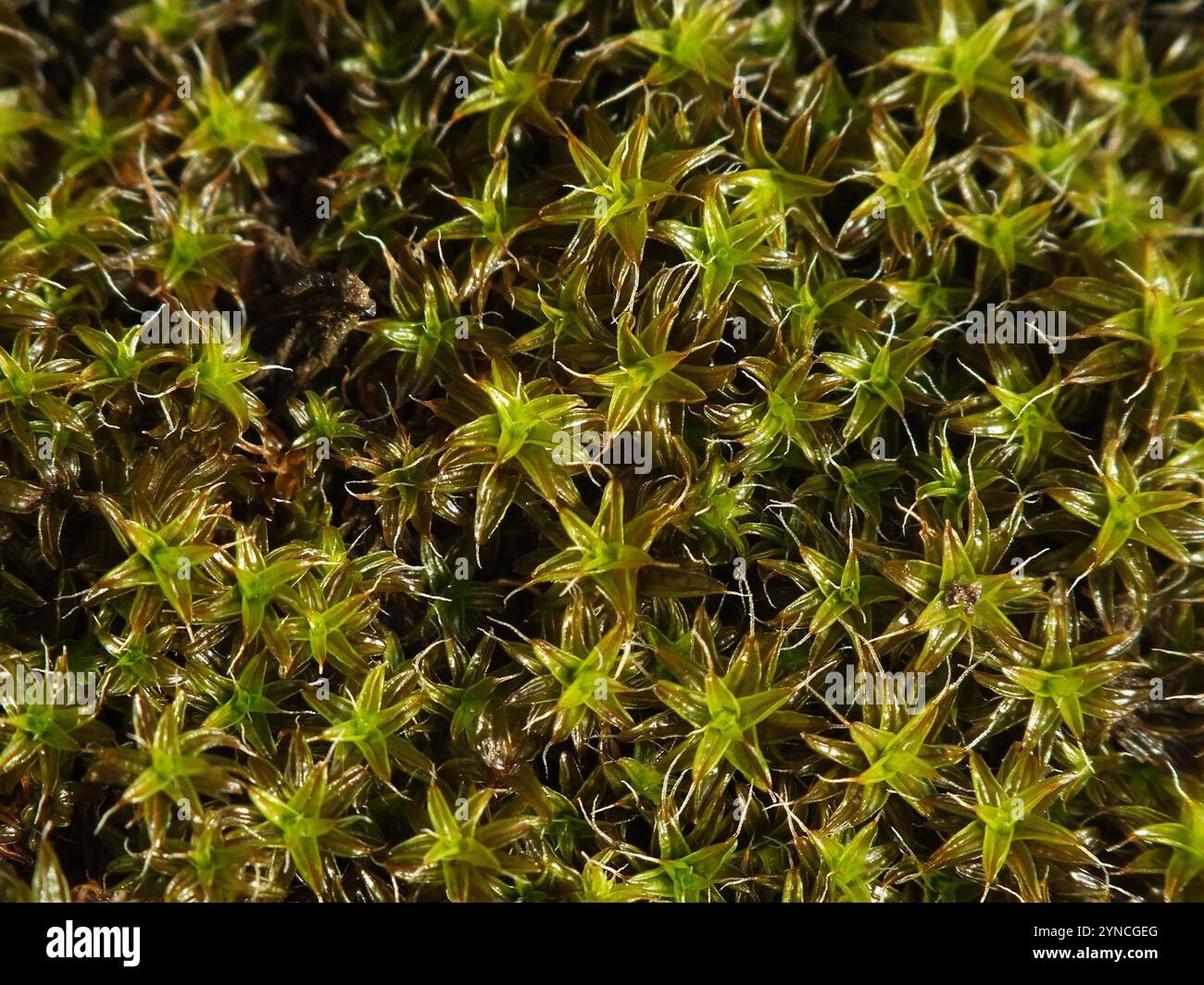 Star Moss (Syntrichia ruralis Stock Photo - Alamy