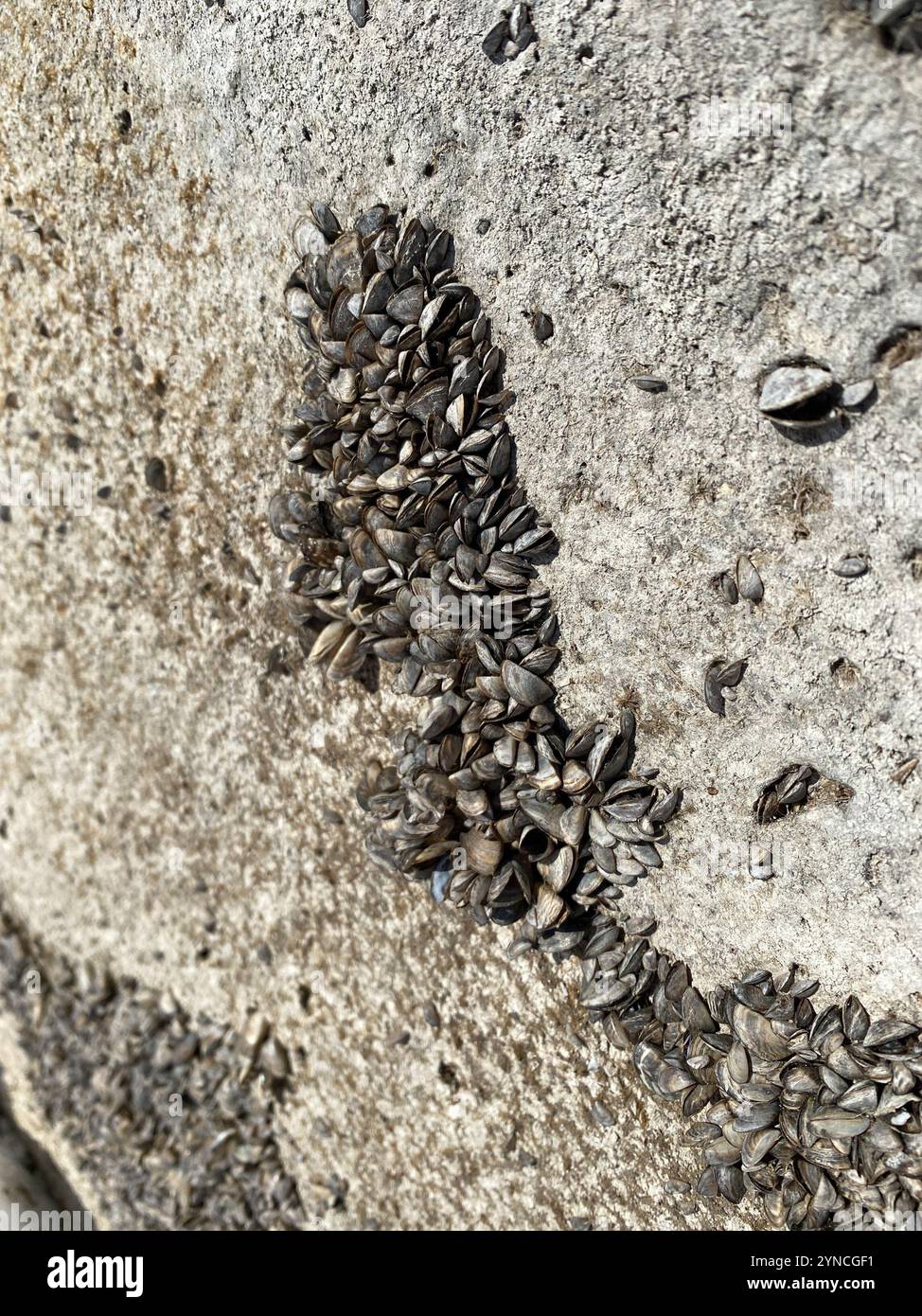 Zebra Mussel (Dreissena polymorpha Stock Photo - Alamy