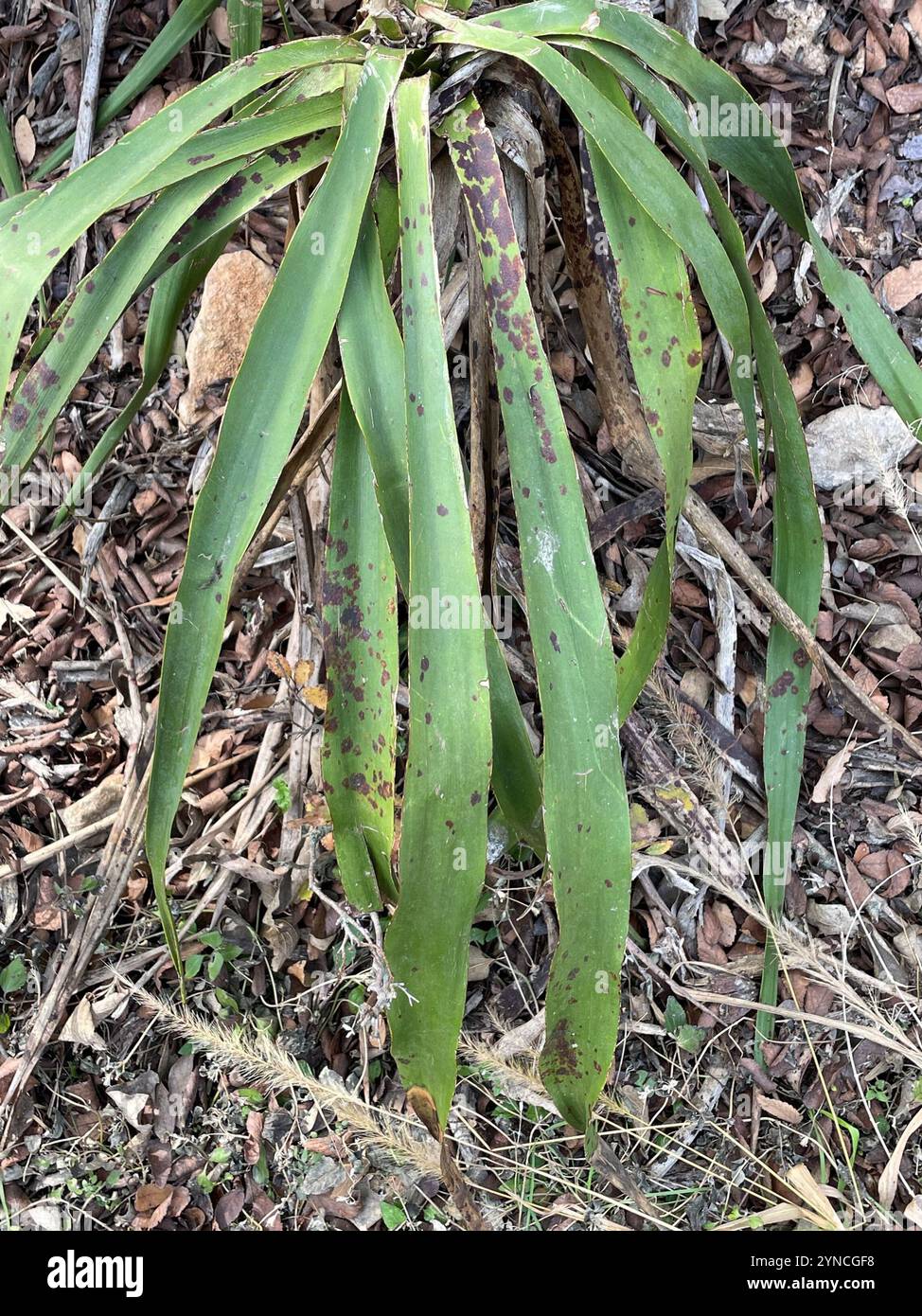 Twisted-leaf Yucca (Yucca rupicola Stock Photo - Alamy