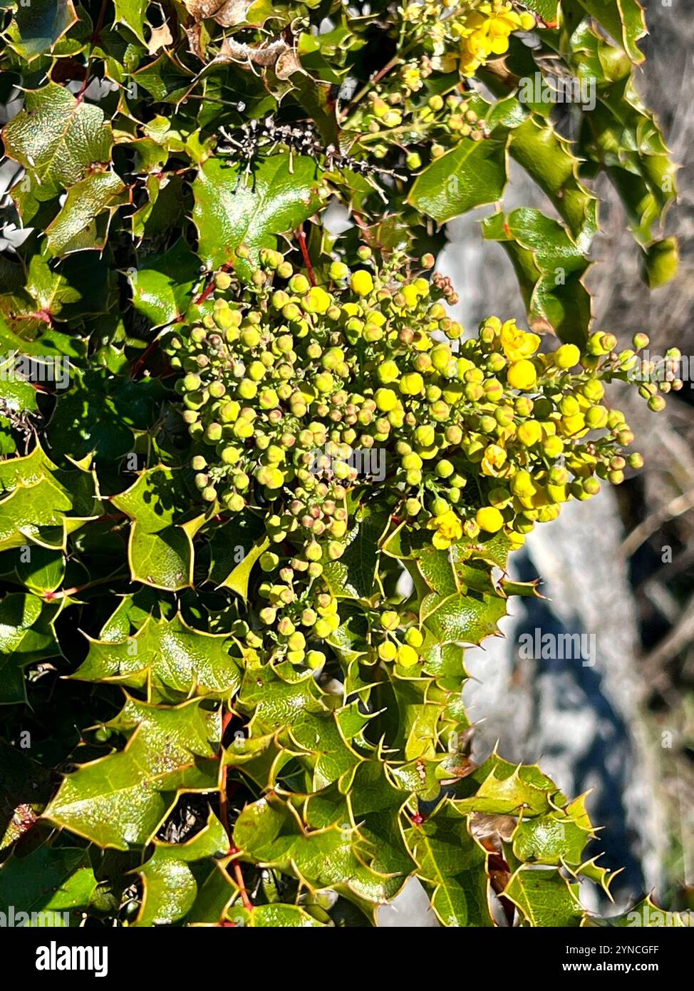 California barberry hi-res stock photography and images - Alamy
