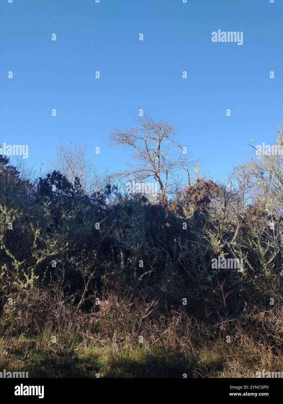 Red Alder (Alnus rubra Stock Photo - Alamy