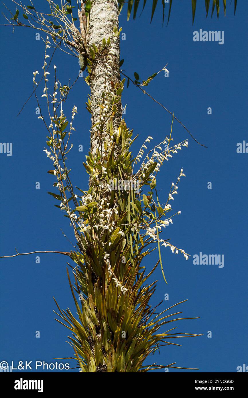 Dendrobium crumenatum hi-res stock photography and images - Alamy